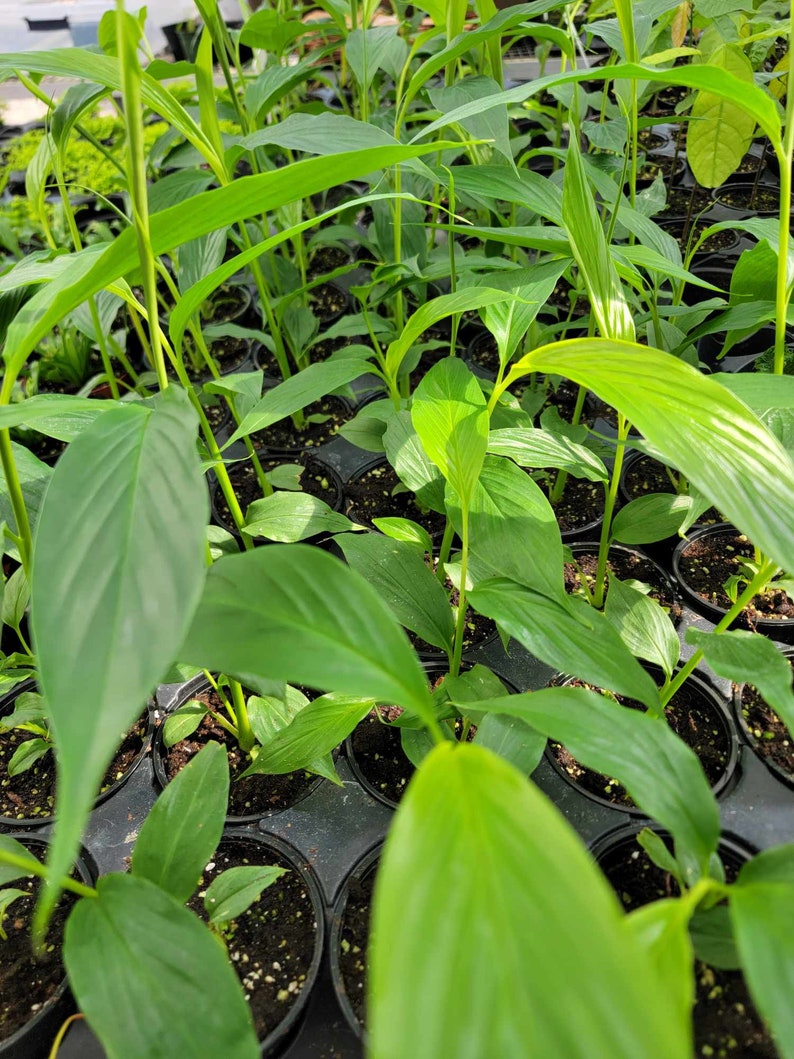 Live True Cardamom Plant in 4 Inch Pot, 15+ Inches Tall. Well ...