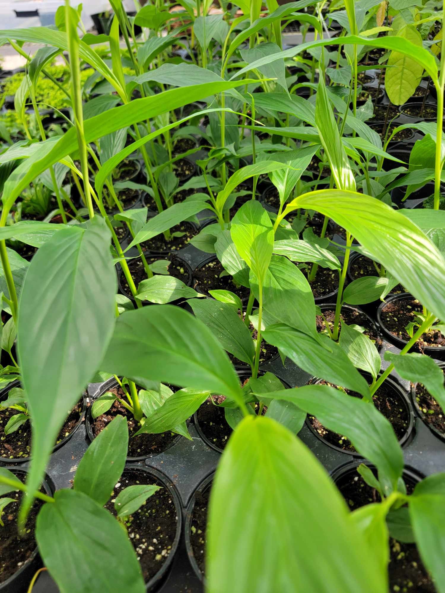 Live True Cardamom Plant in 4 Inch Pot, 15+ Inches Tall. Well ...