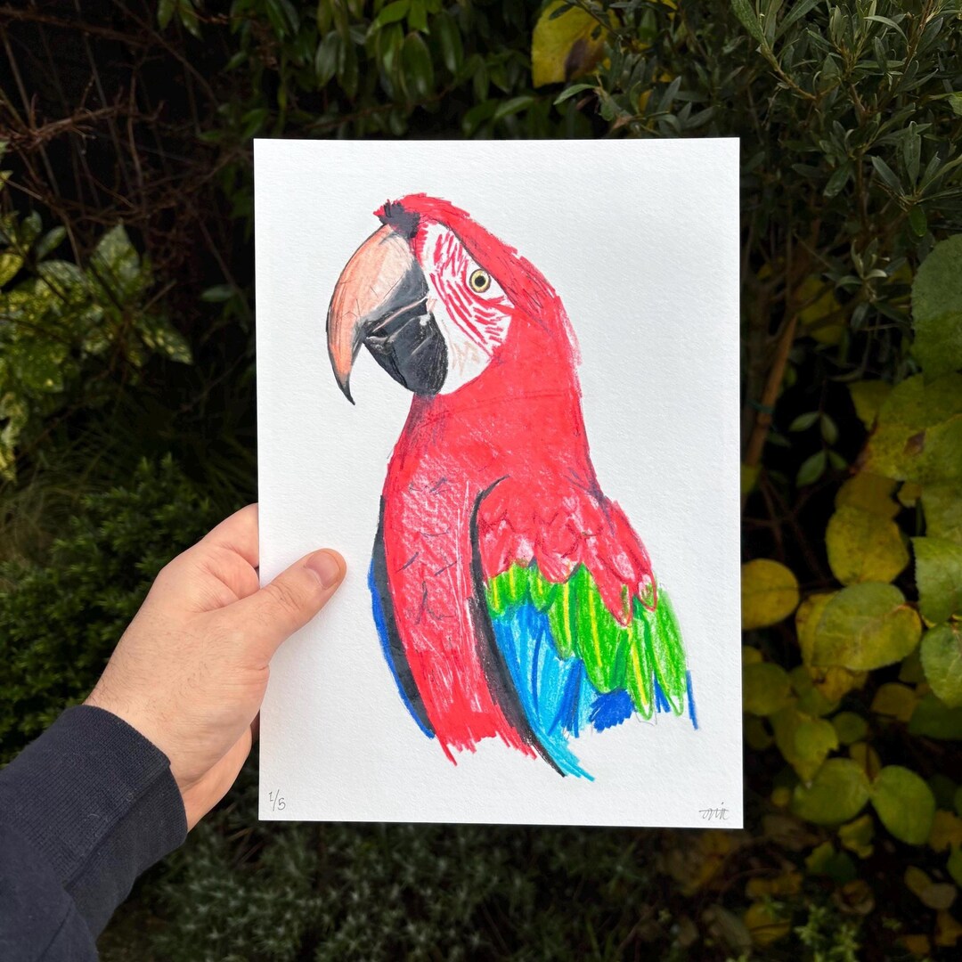 Scarlet Macaw - A4 - Glicee Print of Original Drawing by Jack Cripps - Etsy