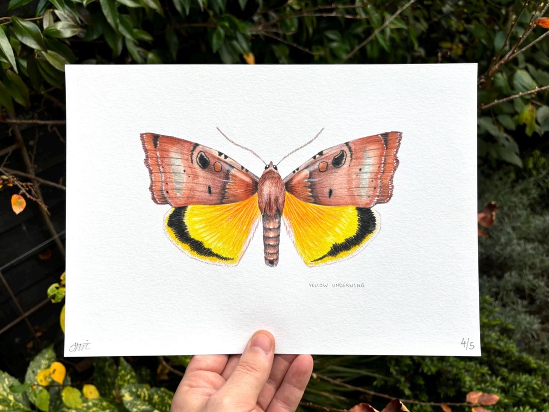 Yellow Underwing Moth - A4 - Glicee Print of Original Insect ...