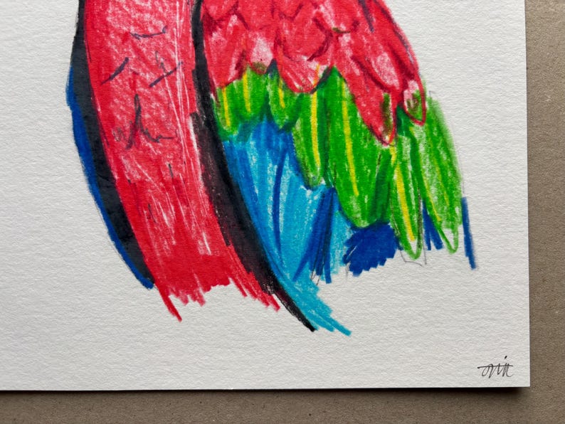 Scarlet Macaw - A4 - Glicee Print of Original Drawing by Jack Cripps - Etsy