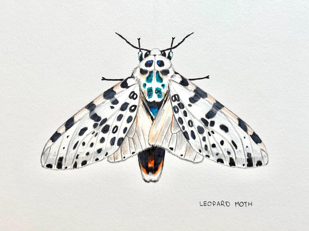 Leopard Moth A4 Original Insect Illustration by Jack Cripps - Etsy