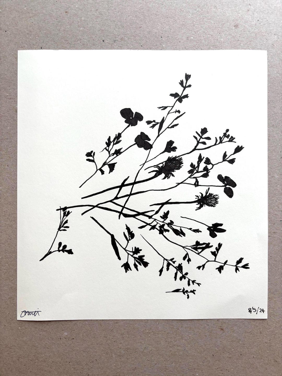 Plant Shadow Drawings Original Pen Drawings by Jack Cripps - Etsy