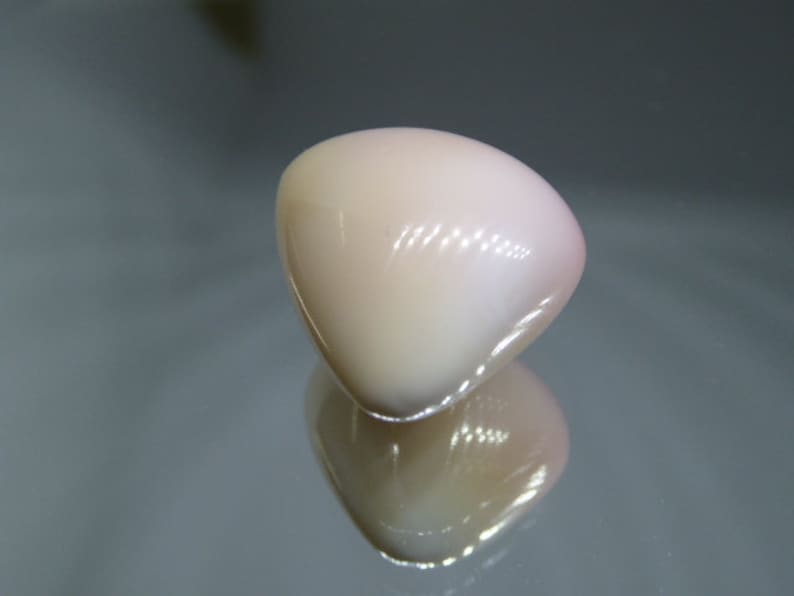 Strombus Giga BIG Pearl | Rare All Natural Pearl White Dew, (29.50 ...