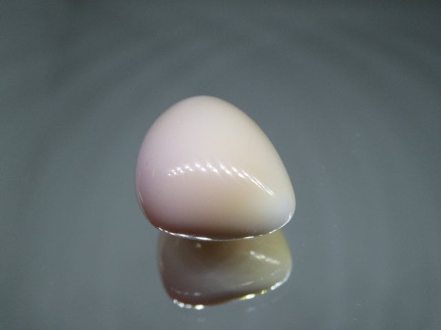 Strombus Giga BIG Pearl | Rare All Natural Pearl White Dew, (29.50 ...