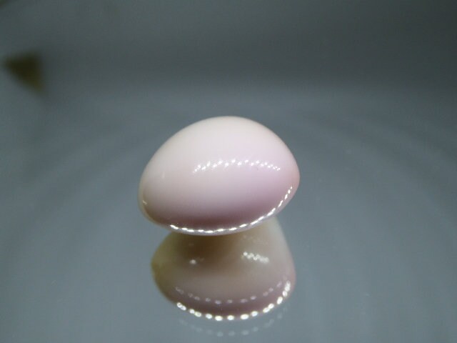Strombus Giga BIG Pearl | Rare All Natural Pearl White Dew, (29.50 ...