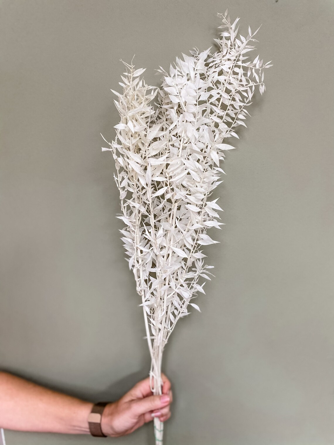 White Italian Ruscus, Long Stems of Ruscus, Dried Ruscus, Preserved ...