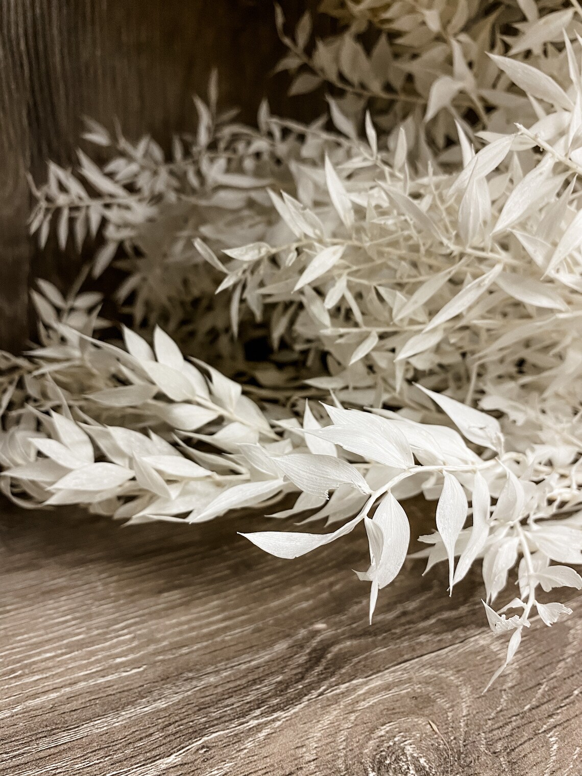 White Italian Ruscus, Long Stems of Ruscus, Dried Ruscus, Preserved ...