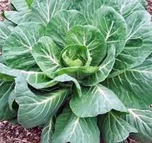Organic Non GMO Collard Green Seeds Hand Harvested Great for Southern ...