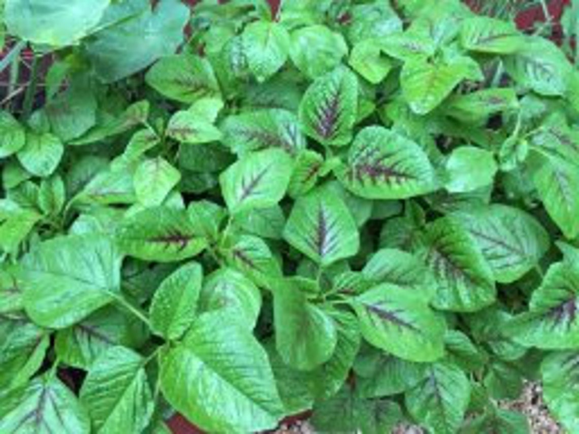 Jamaican Callaloo Seeds Hand Harvested Organically Grown - Etsy