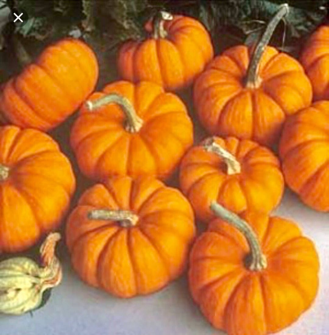 Organic Non GMO Miniature Pumpkin Seeds. - Etsy