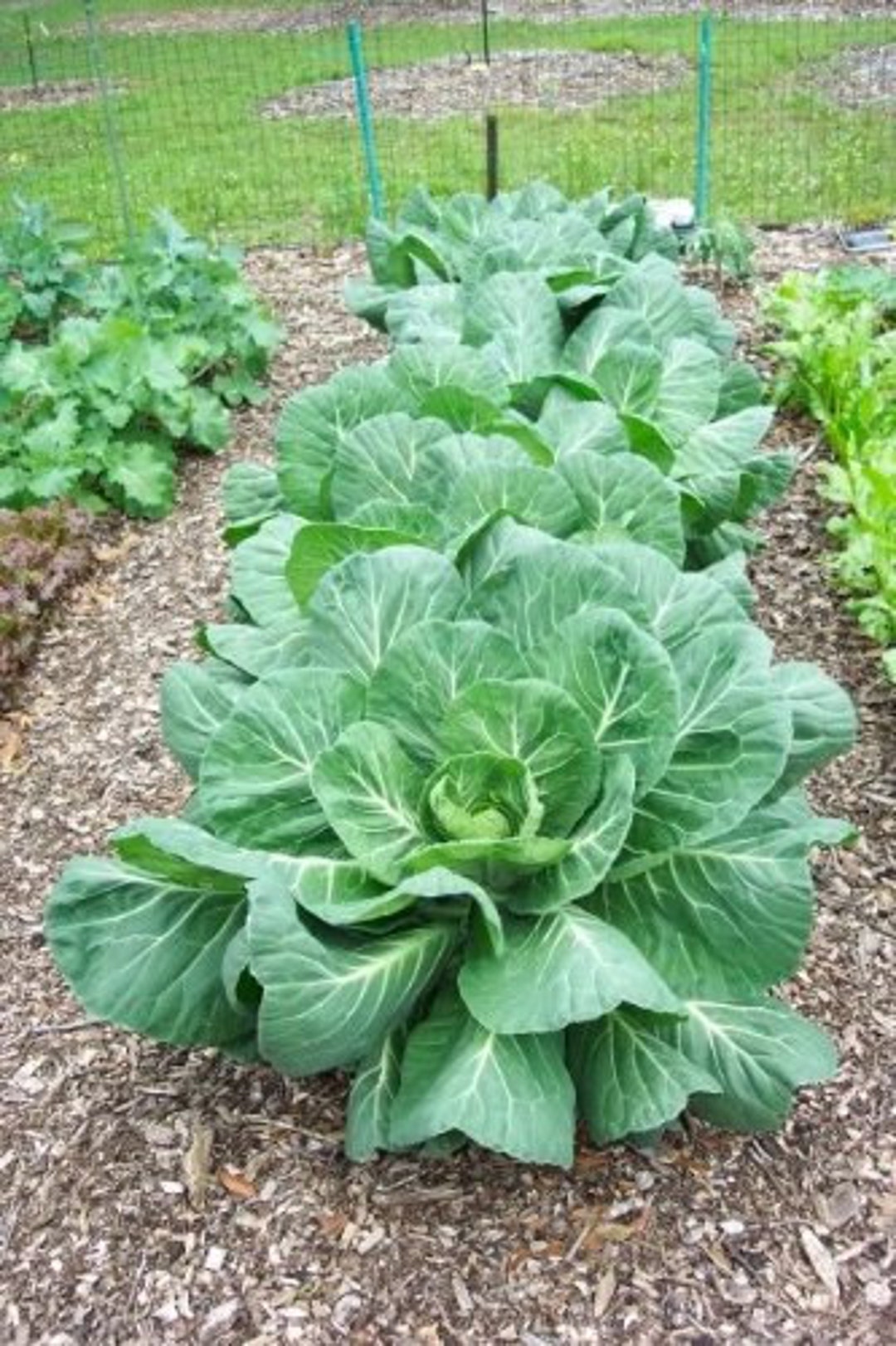Organic Non GMO Collard Green Seeds - Hand Harvested - Great for ...