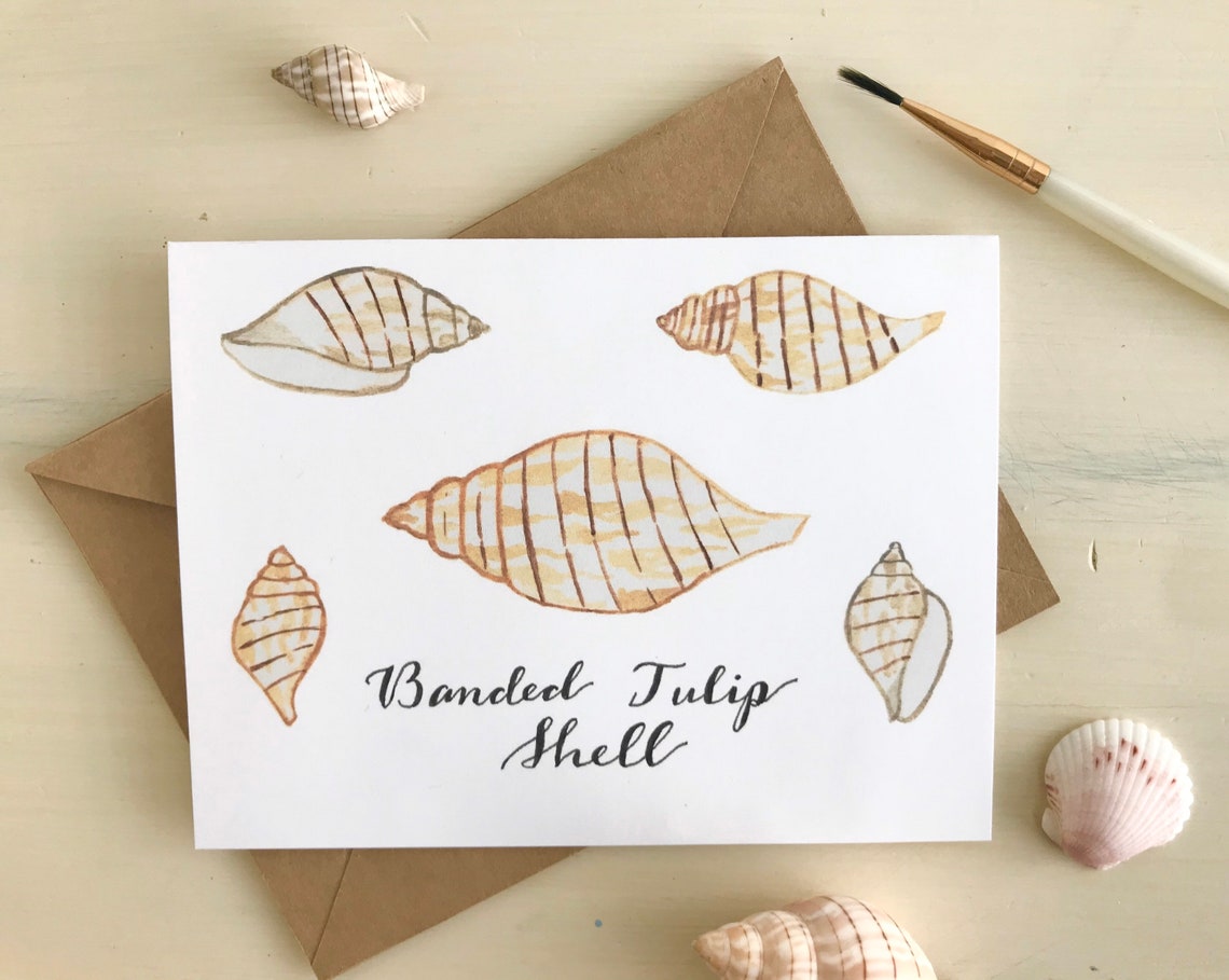 Seashell Greeting Cards Set - Set of 6 Watercolor Painted Seashells ...