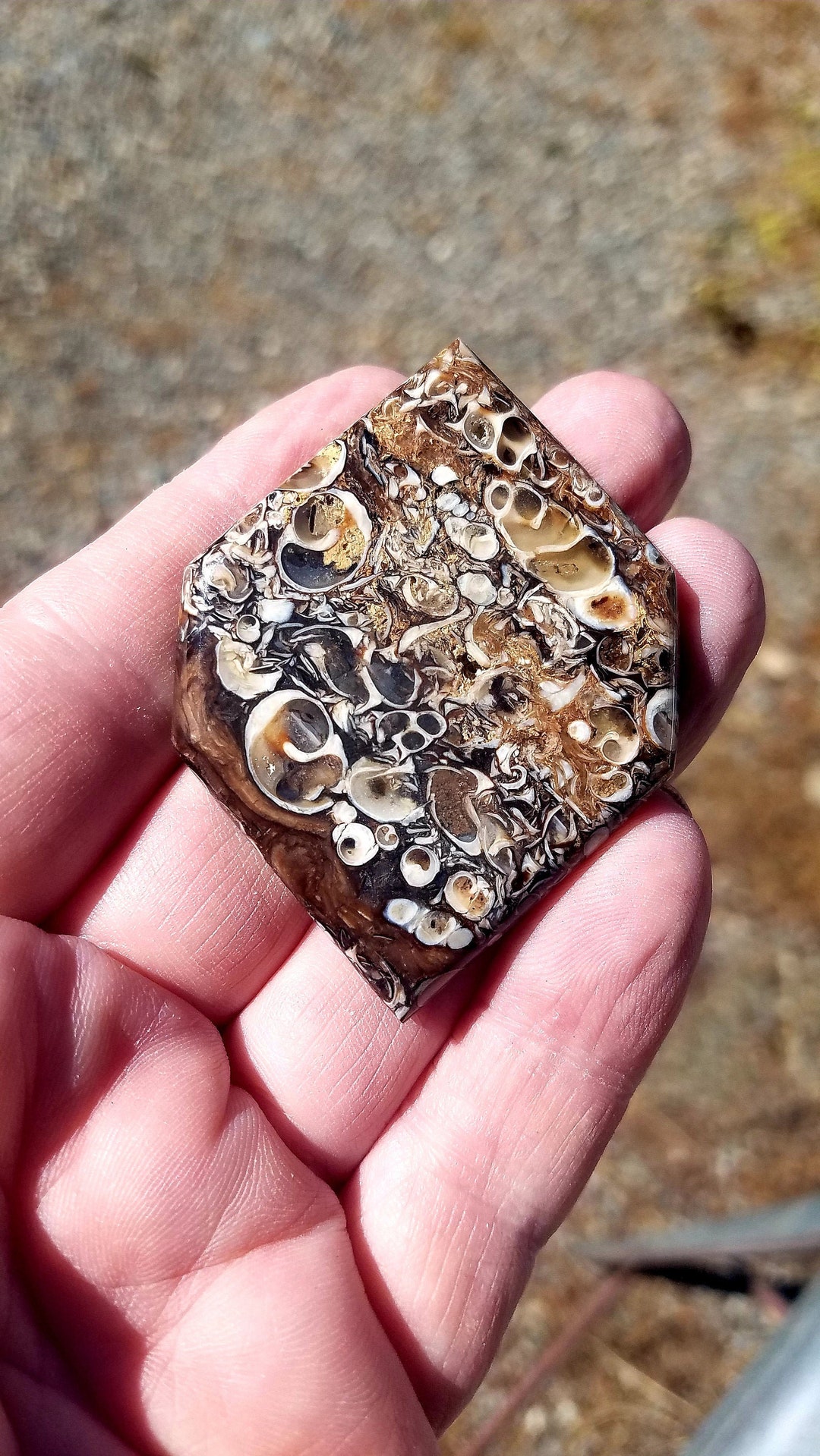 Turritella Fossil Agate - Etsy