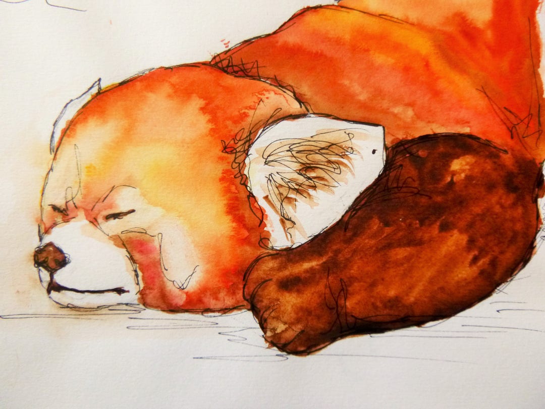 Watercolour Red Panda Painting, Panda Pen Drawing, Original Artwork ...