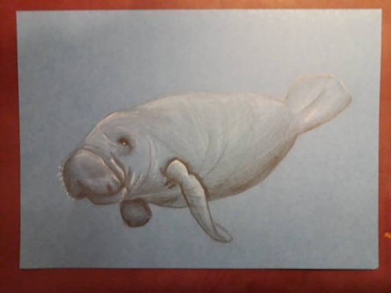 Cute Dugong Drawing