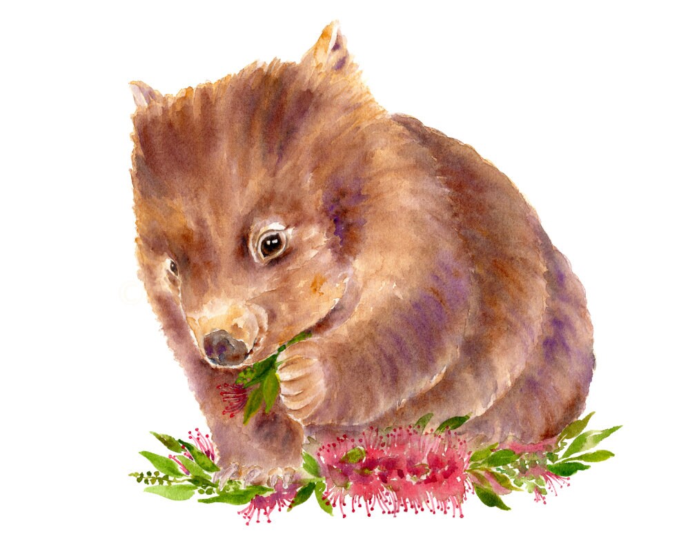 The Outback Wombat Print Wombat Art Australian Gifts Native - Etsy