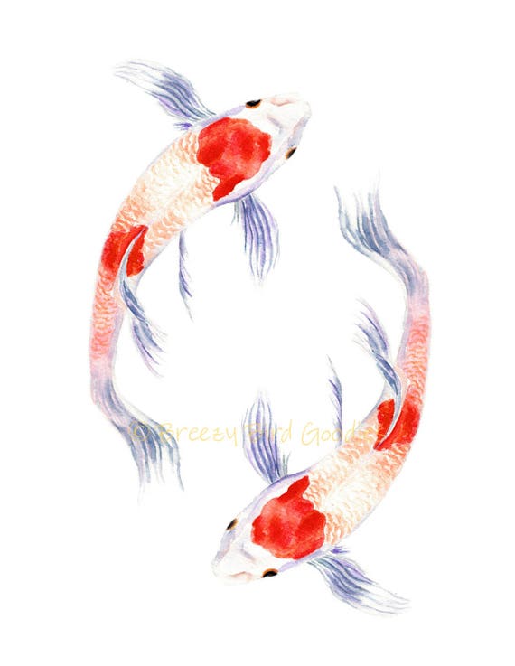 Two Koi Fish Drawing