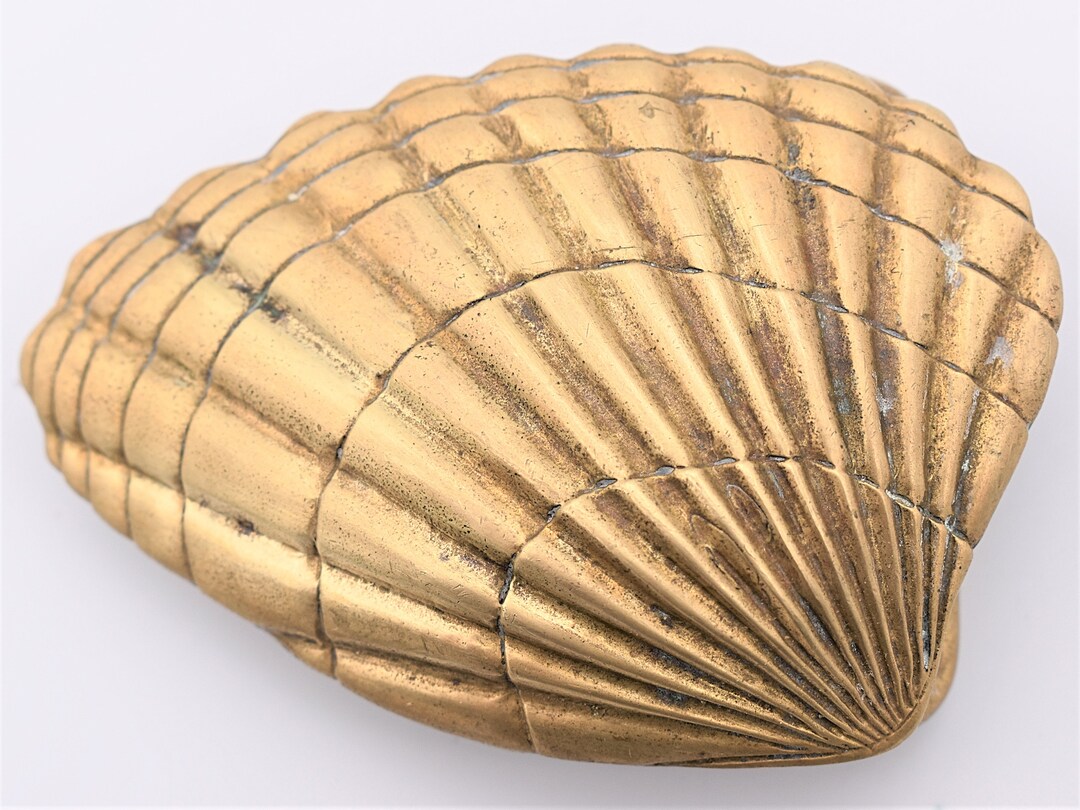 Signed James Breakell Seashell Broad Ribbed Cardita Clamshell Solid ...