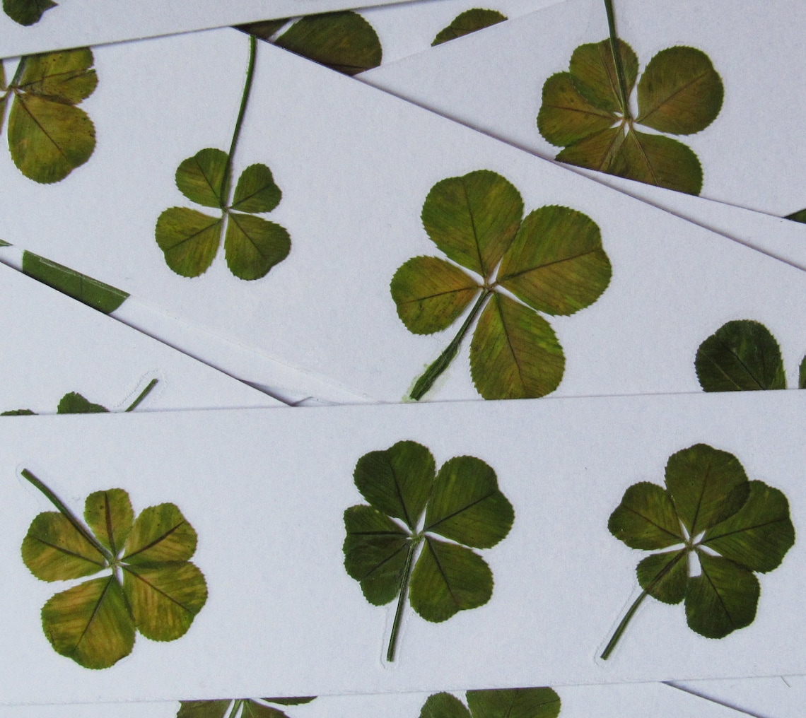 VERITABLE trèfle à 4 feuilles porte bonheur | Etsy France