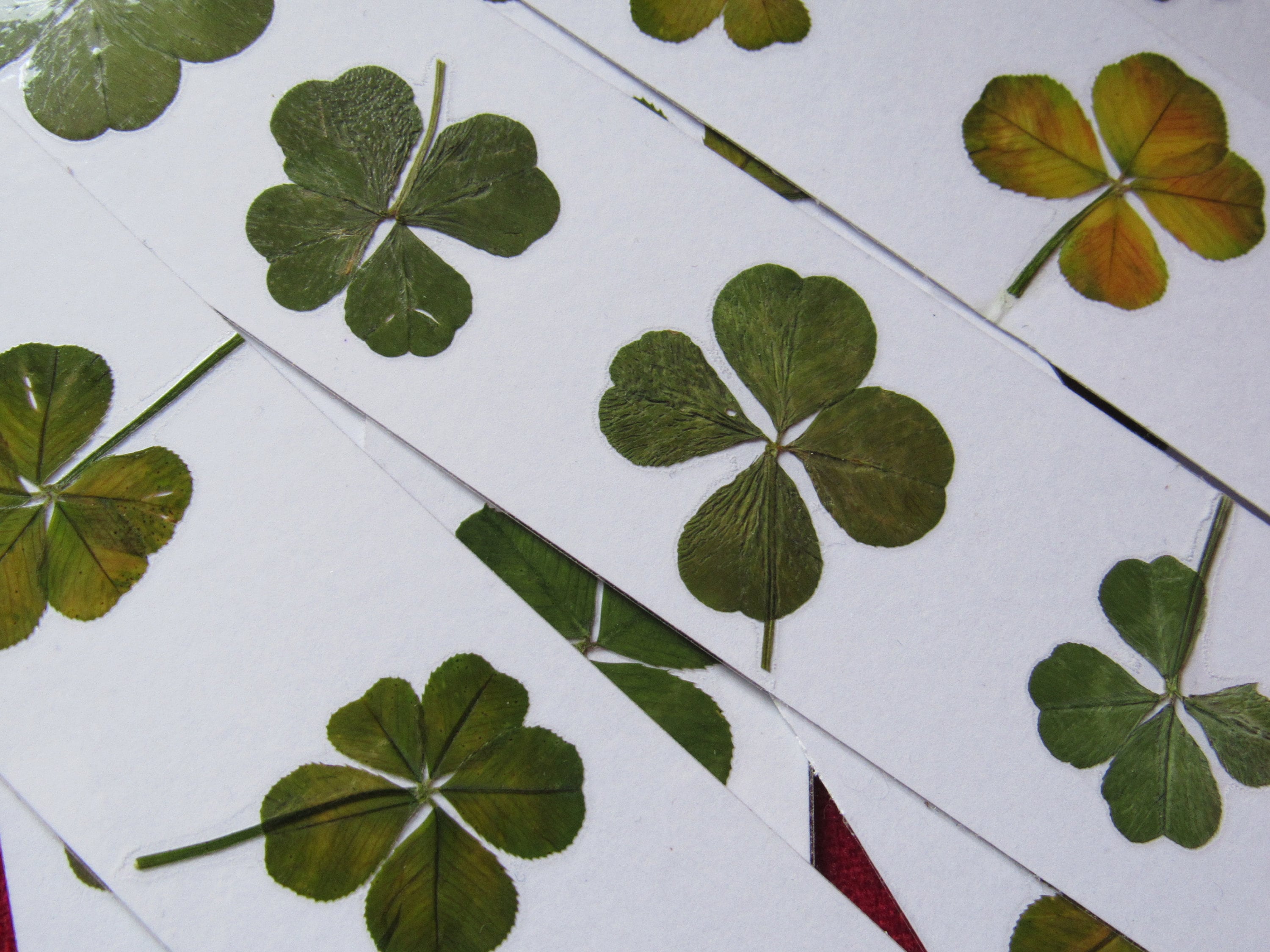 VERITABLE trèfle à 4 feuilles porte bonheur Véritable Four Leaf Clover ...