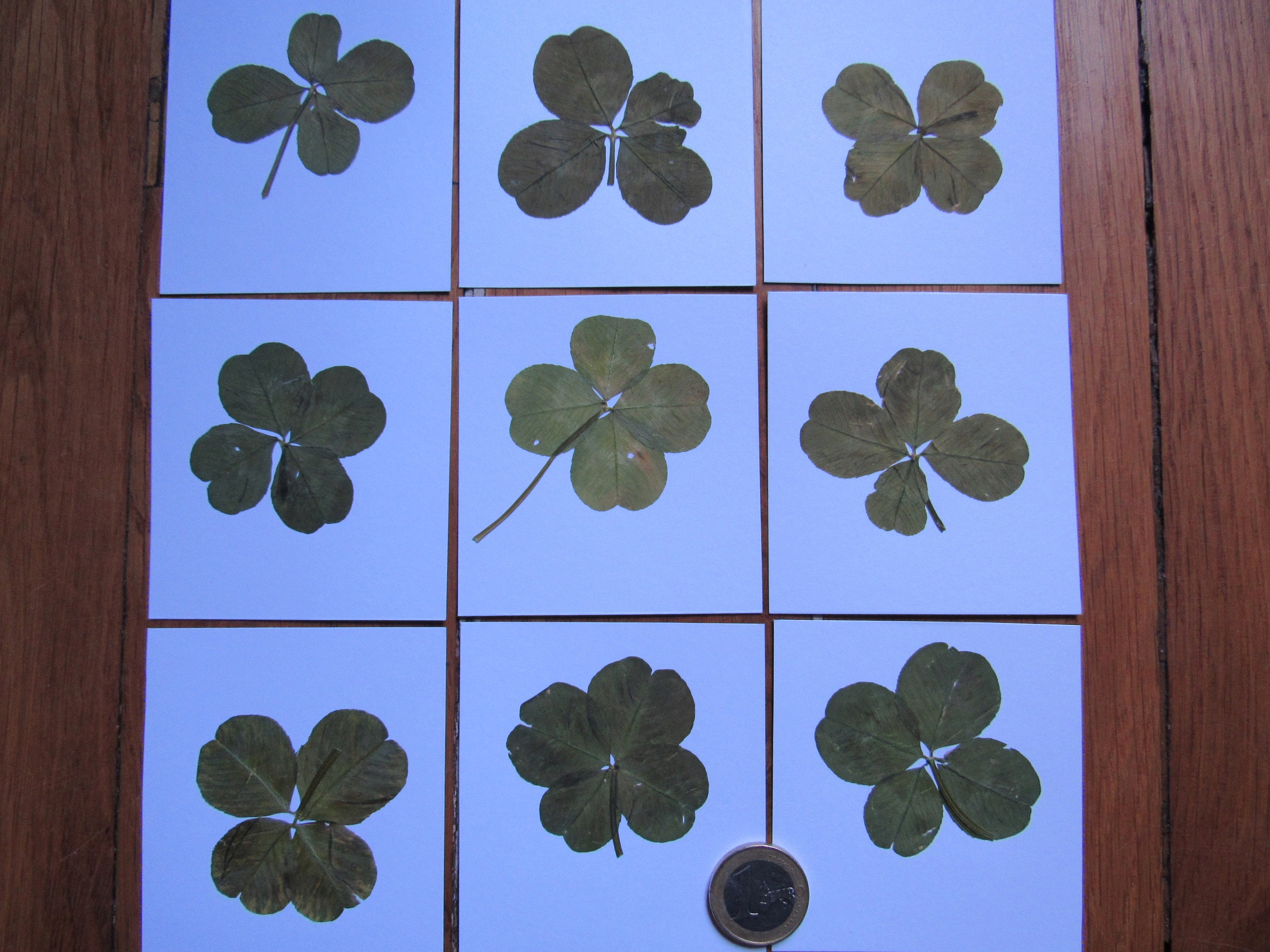 VERITABLE trèfle à 4 feuilles porte bonheur Véritable Four Leaf Clover ...