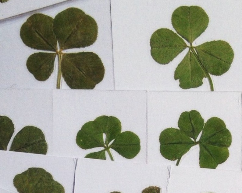 VERITABLE trèfle à 4 feuilles porte bonheur Véritable Four Leaf Clover ...