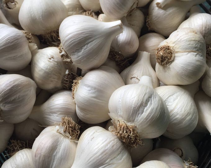 Romanian Red Garlic - Etsy