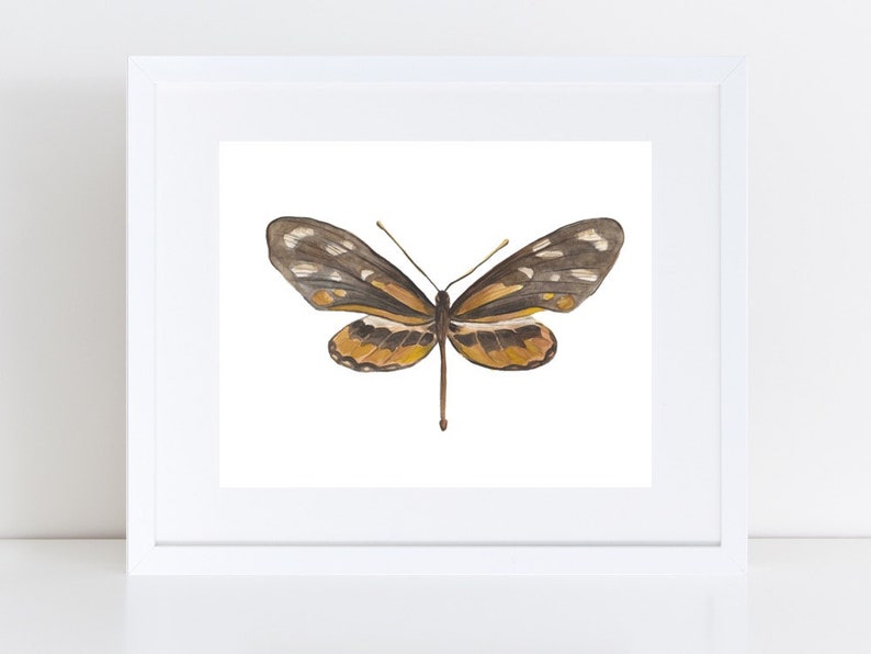Butterlies Set 4 Nursery Art Print Boys Room Girls Room - Etsy
