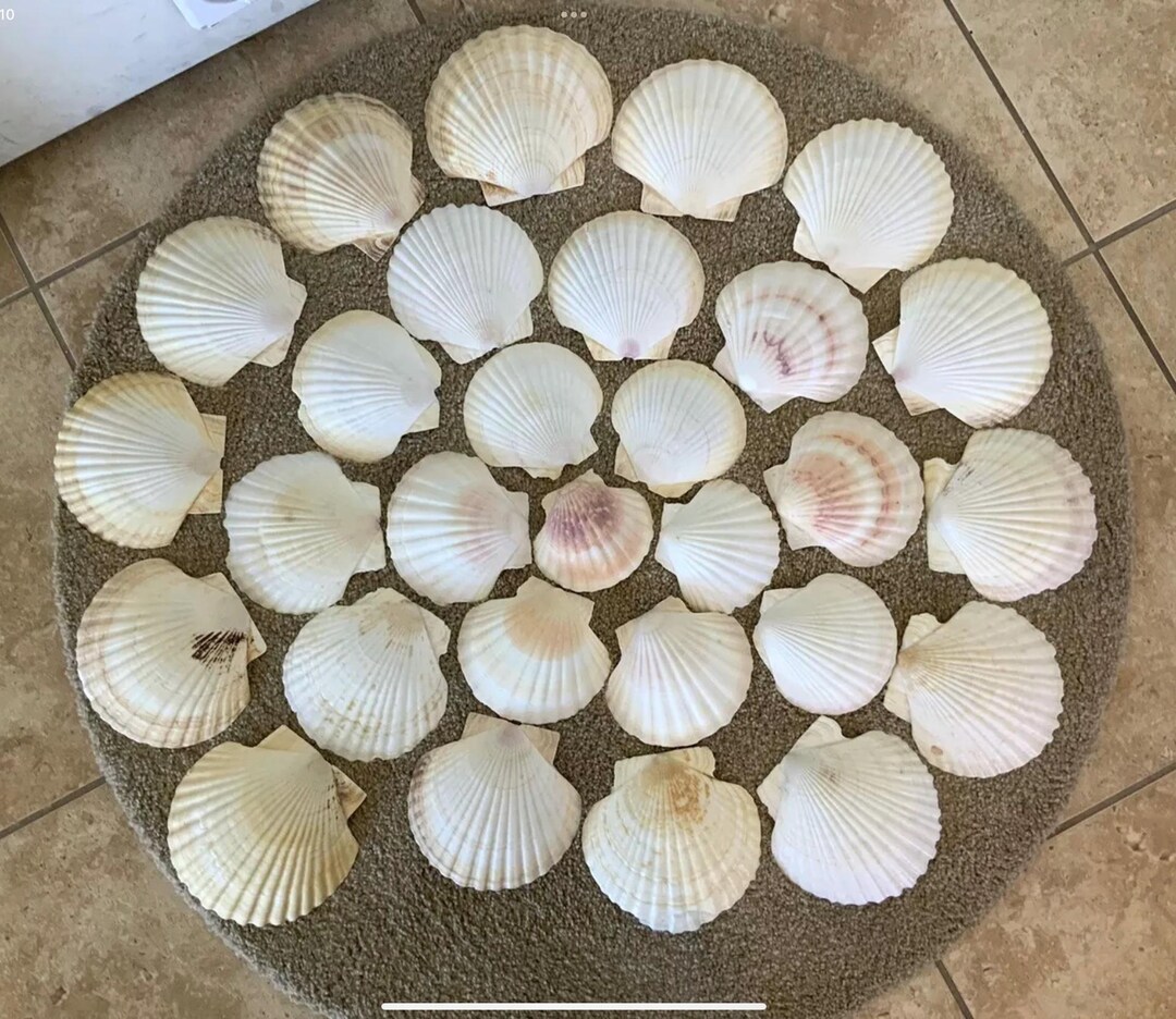 29 Extra Large 4.5 to 6.6 Scallop Sea Shells for Decor Crafting or ...