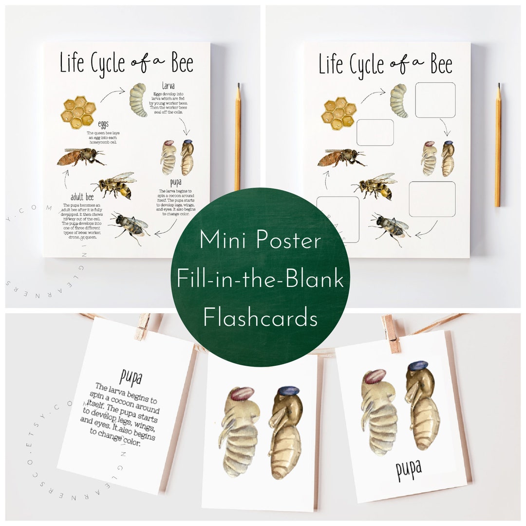 Life Cycle of a Bee Pack Digital Download / Honey Bee Life Cycle ...