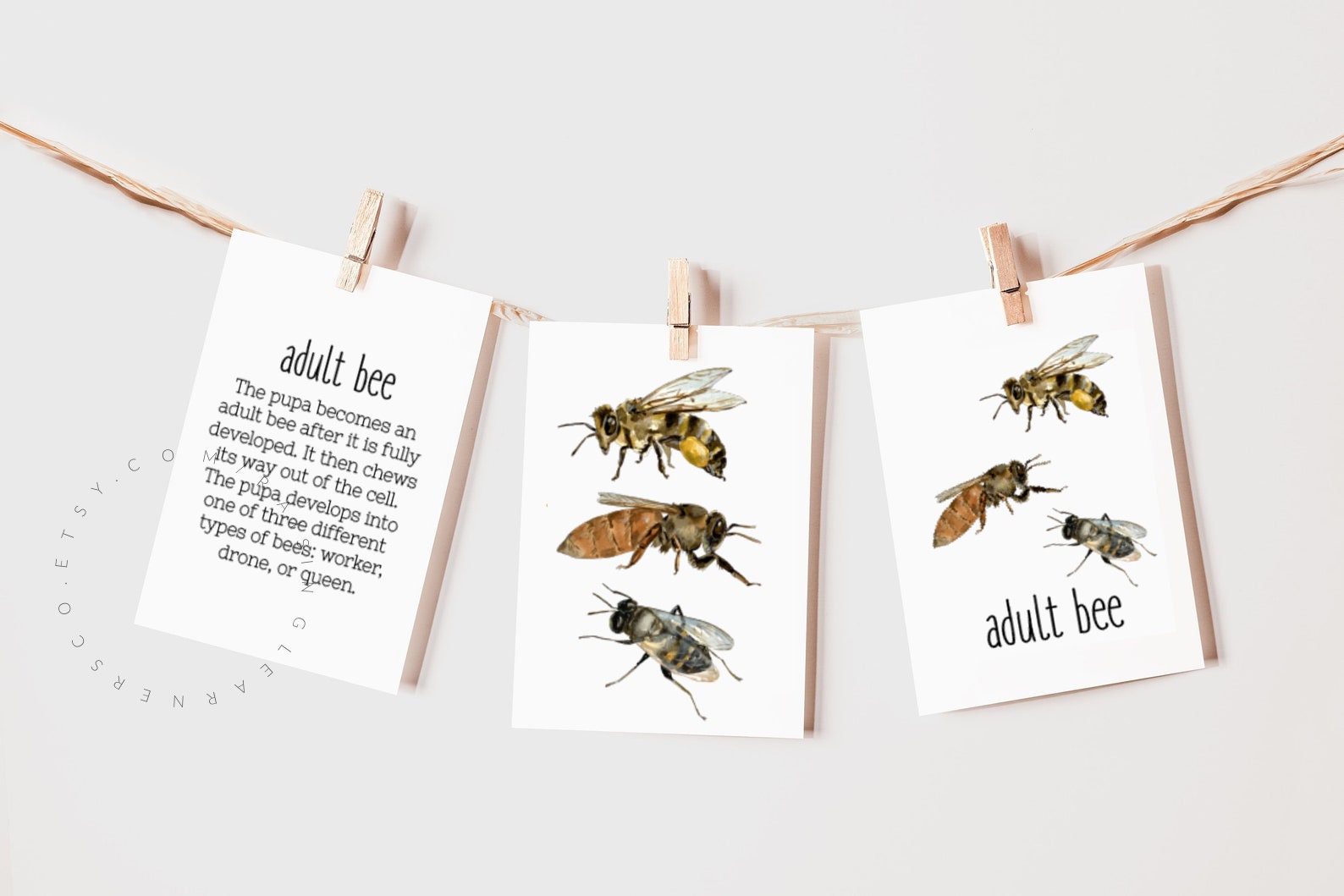 Life Cycle of a Bee Pack Digital Download / Honey Bee Life Cycle ...
