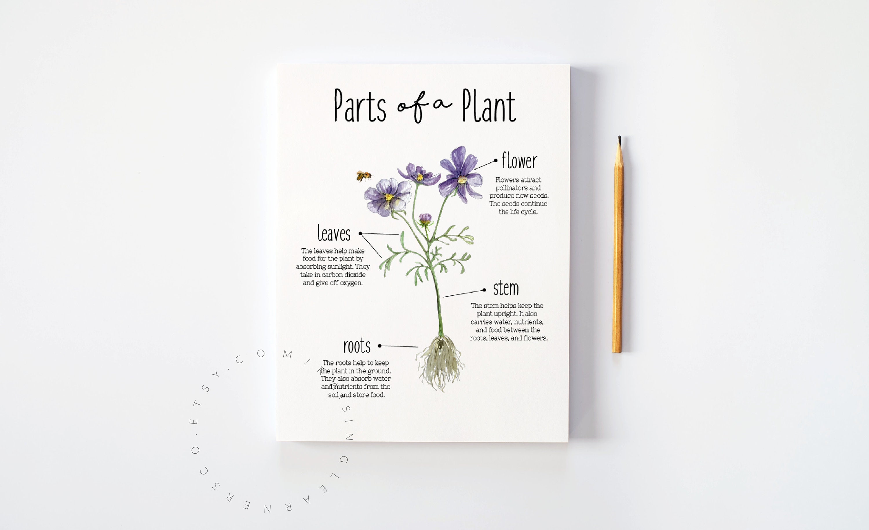 Parts of a Plant Pack Digital Download / Plant Parts Printable, Plant ...