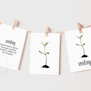 Life Cycle of a Plant Pack Digital Download / Plant Life Cycle ...