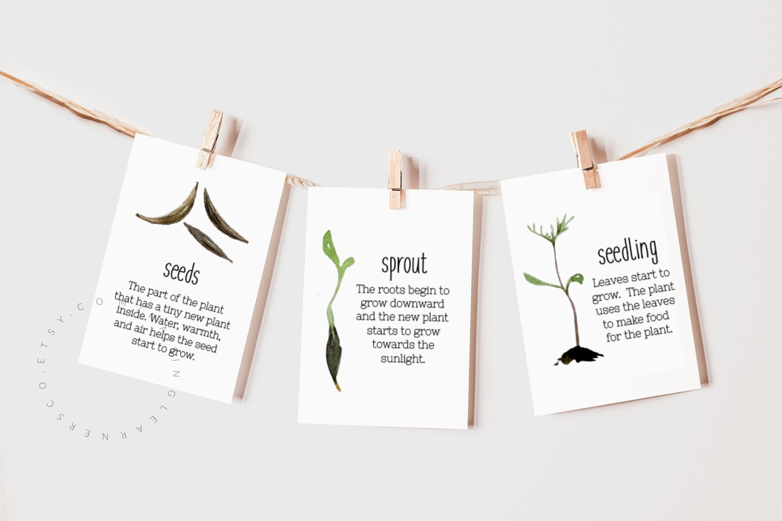 Life Cycle of a Plant Pack Digital Download / Plant Life Cycle ...