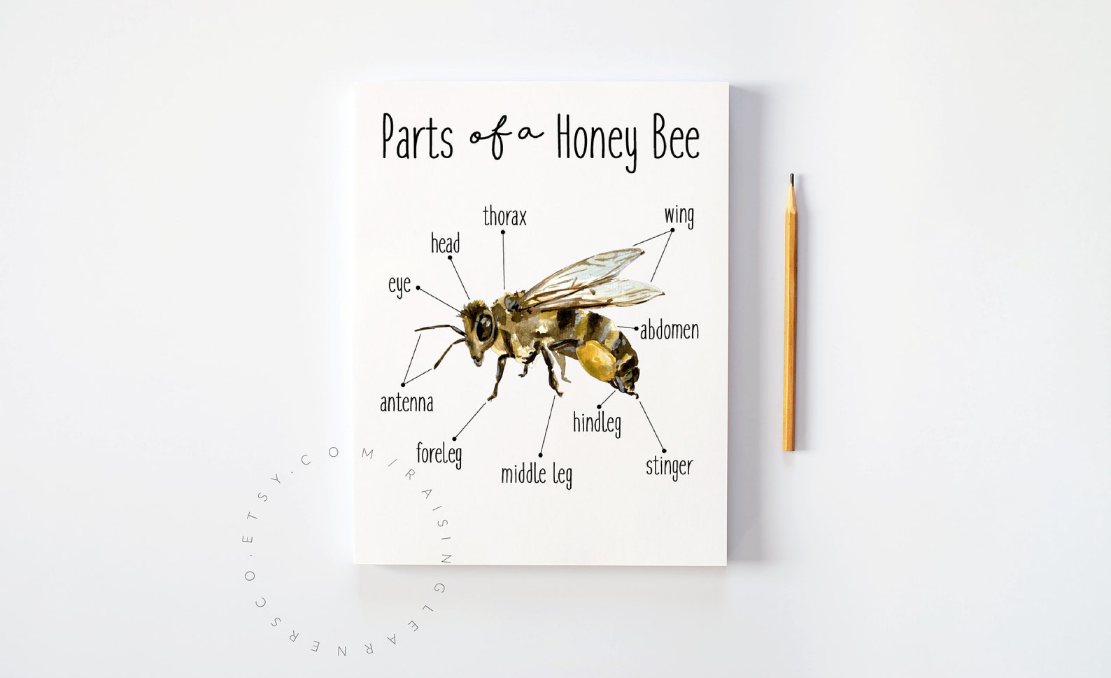 Parts of a Honey Bee Worksheets Digital Download / Honey Bee Printable ...