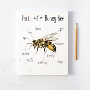 Parts of a Honey Bee Worksheets Digital Download / Honey Bee Printable ...
