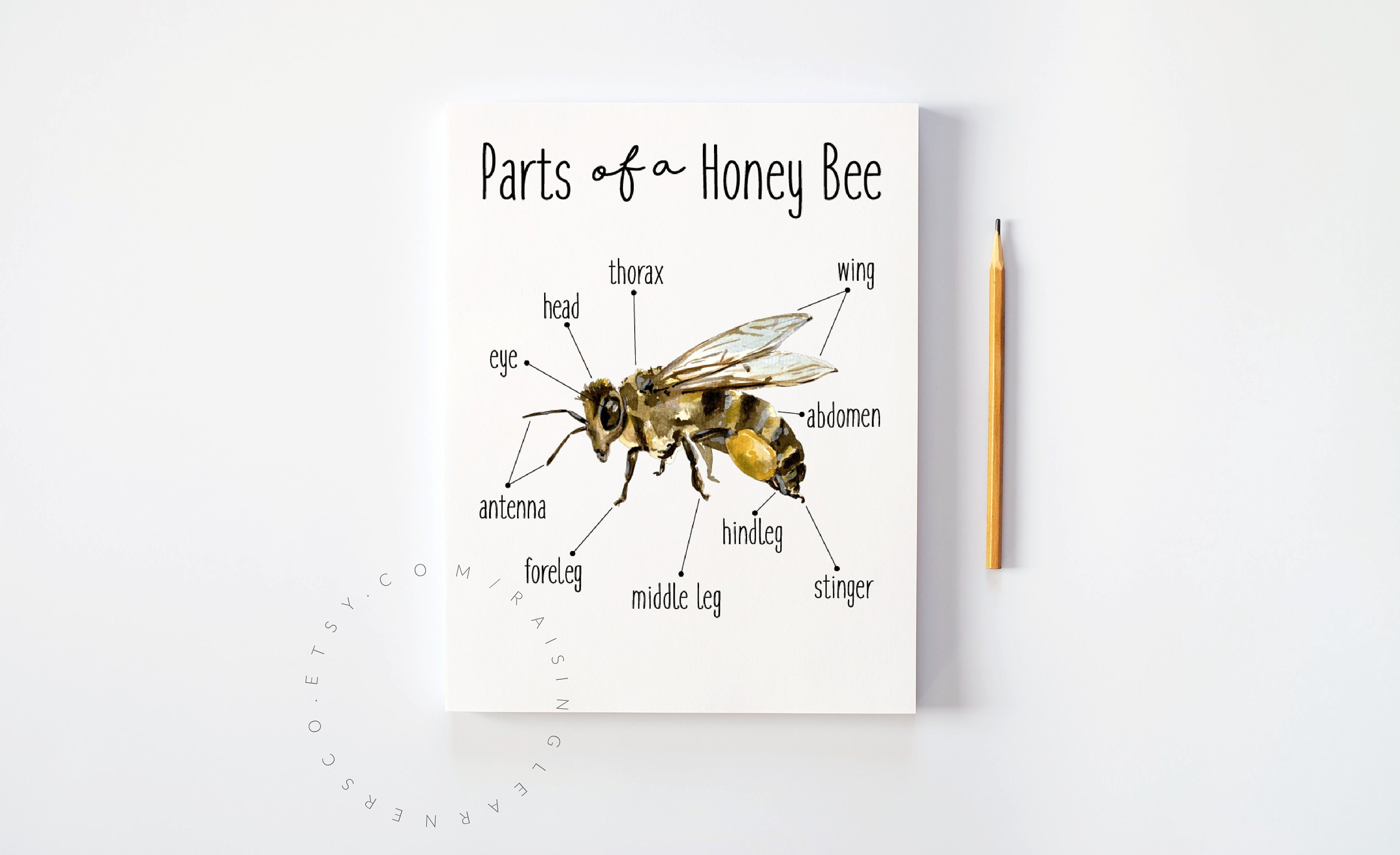 Parts of a Honey Bee Worksheets Digital Download / Honey Bee Printable ...