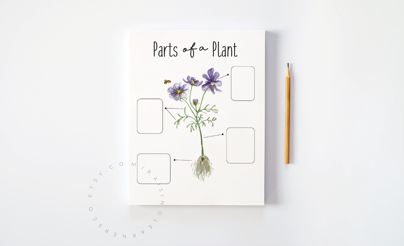 Parts of a Plant Pack Digital Download / Plant Parts Printable, Plant ...