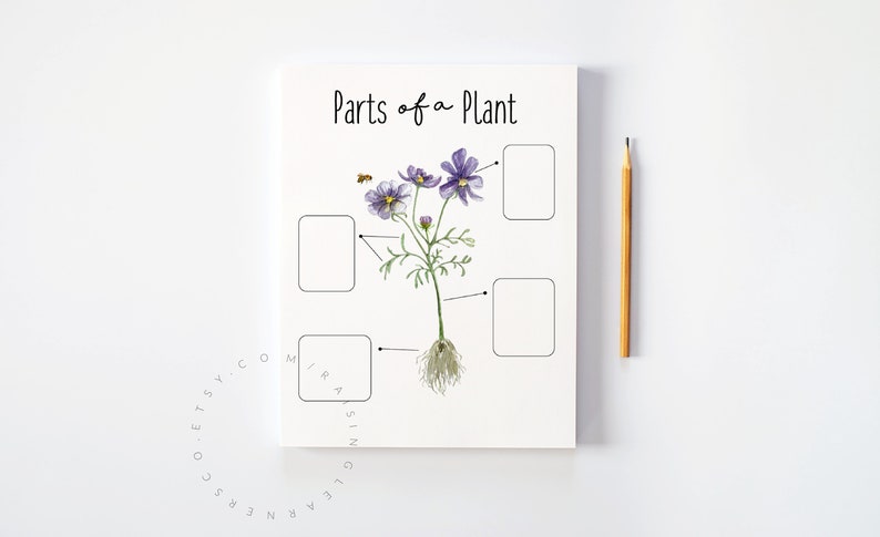 Parts of a Plant Pack Digital Download / Plant Parts Printable, Plant ...