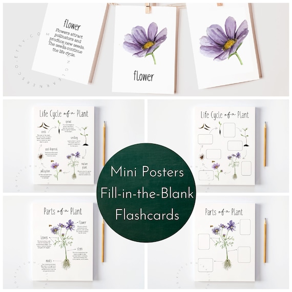 Plant Bundle Digital Download / Parts of a Plant Worksheet - Etsy