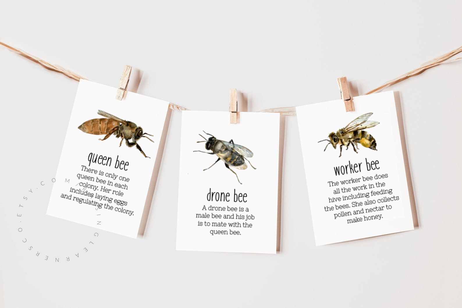 Life Cycle of a Bee Pack Digital Download / Honey Bee Life Cycle ...