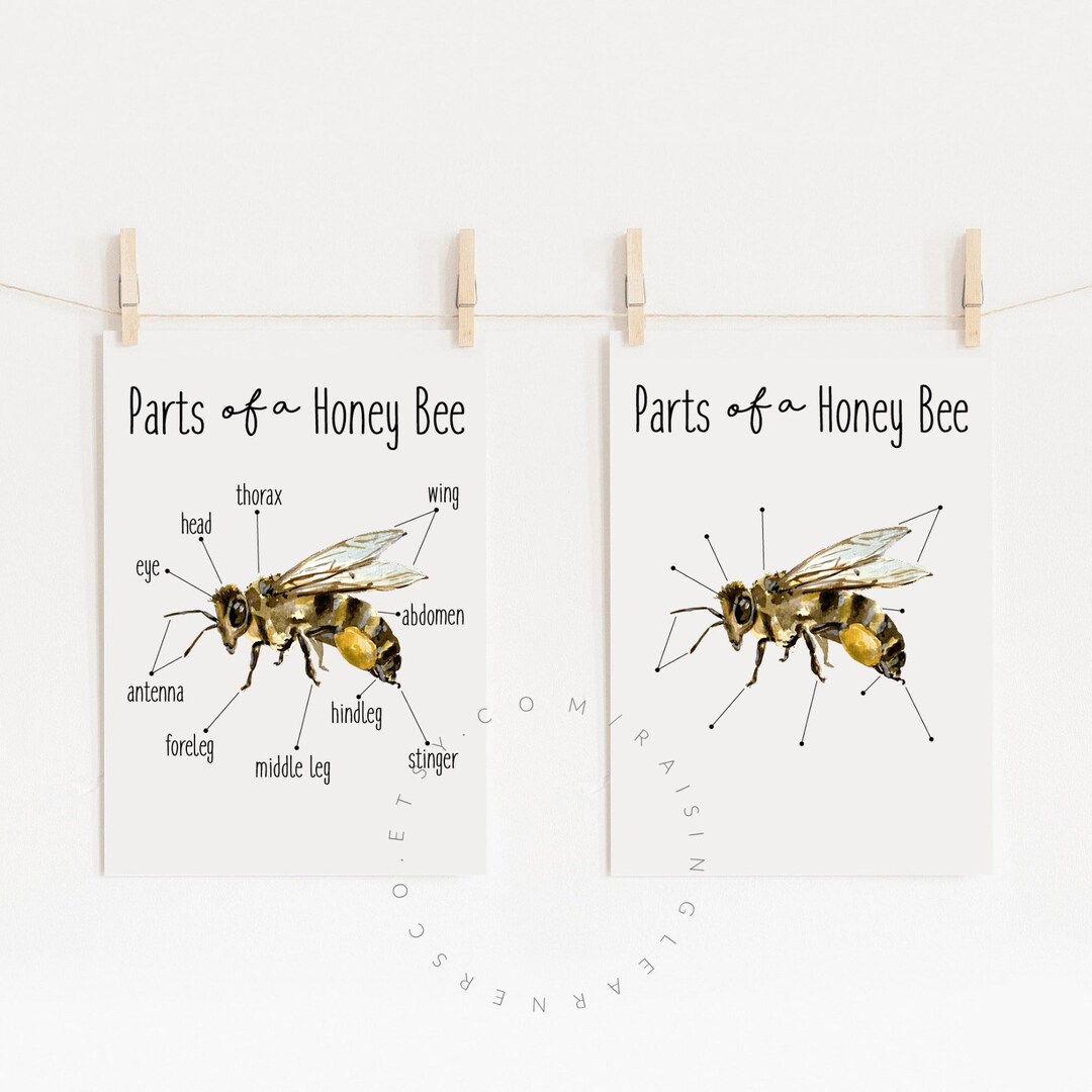 Parts of a Honey Bee Worksheets Digital Download / Honey Bee Printable ...
