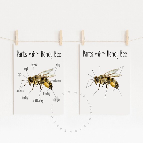 Parts of a Honey Bee Worksheets Digital Download / Honey Bee | Etsy