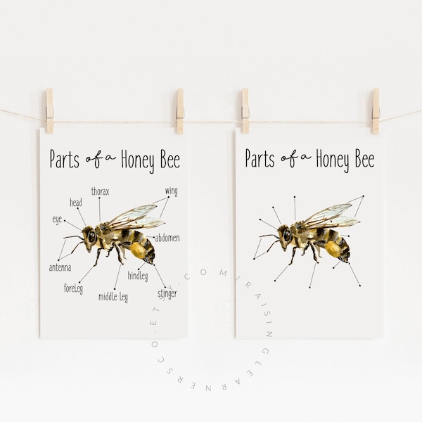 Honey Bee Printables - Etsy