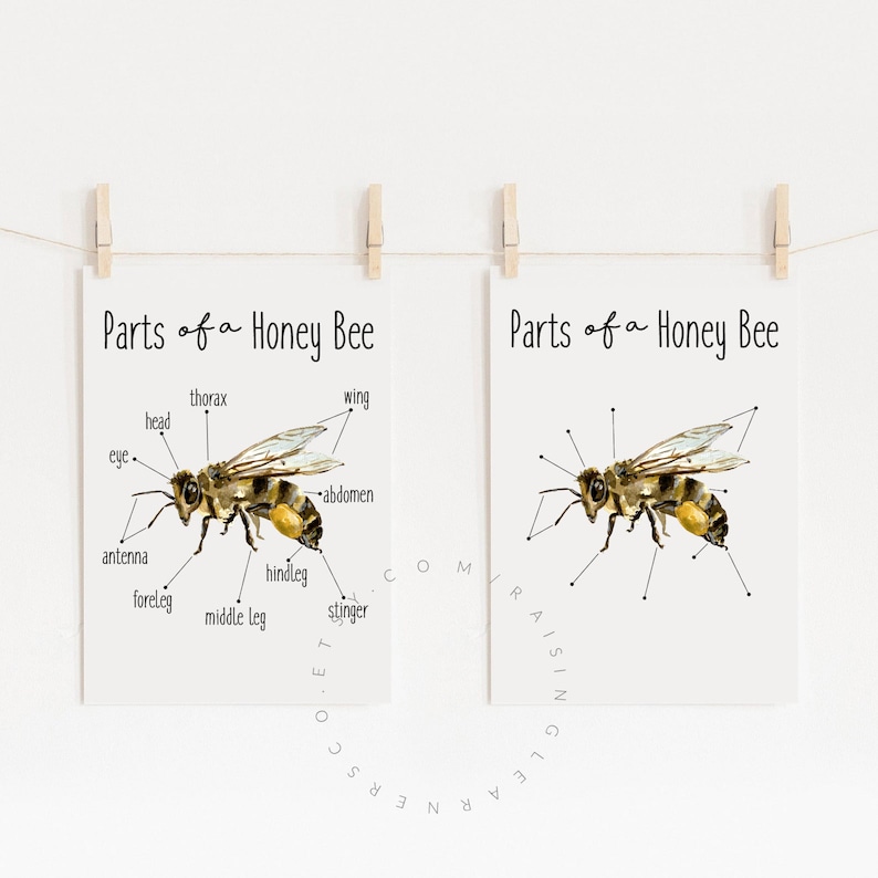 Parts of a Honey Bee Worksheets Digital Download / Honey Bee Printable ...