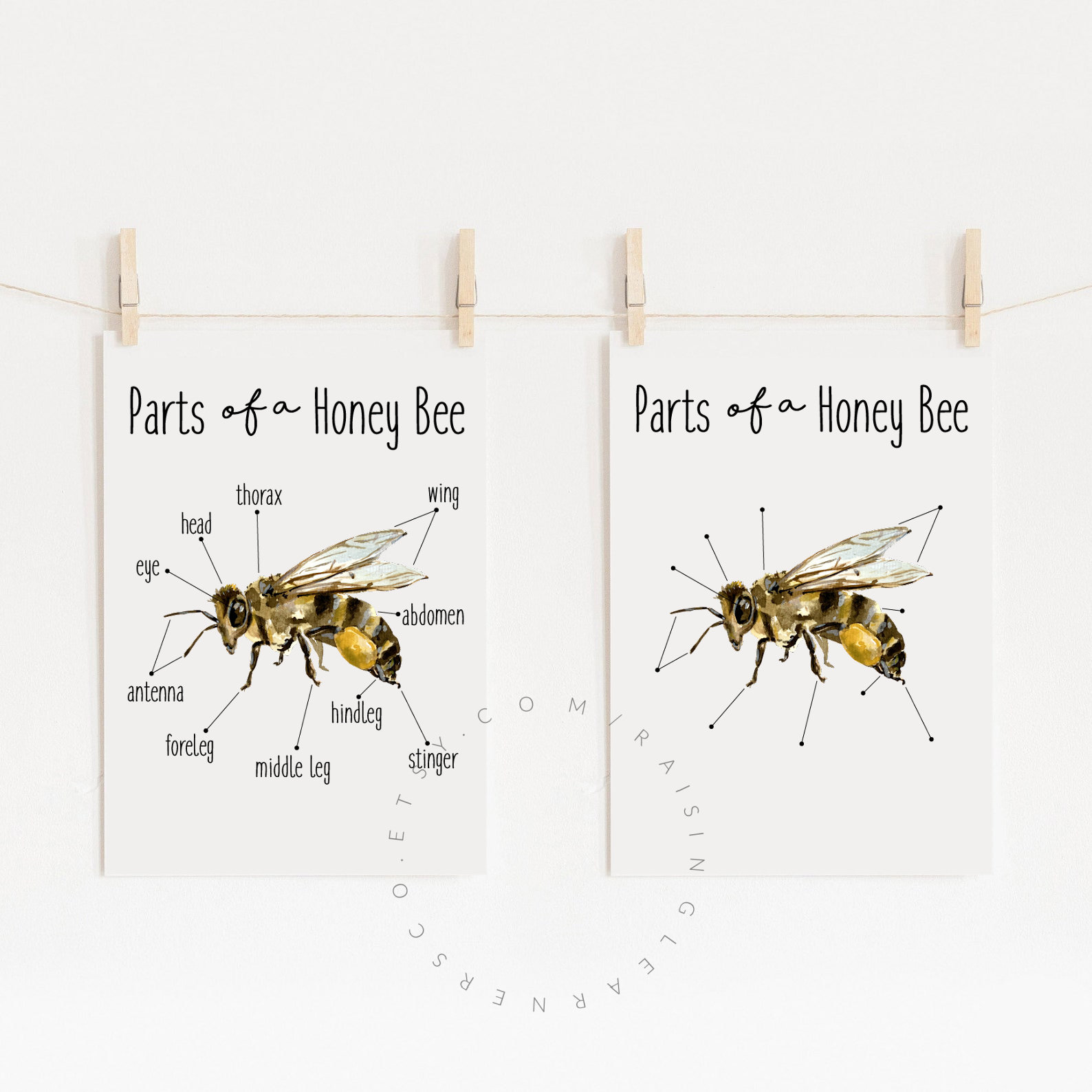 Parts of a Honey Bee Worksheets Digital Download / Honey Bee Printable ...