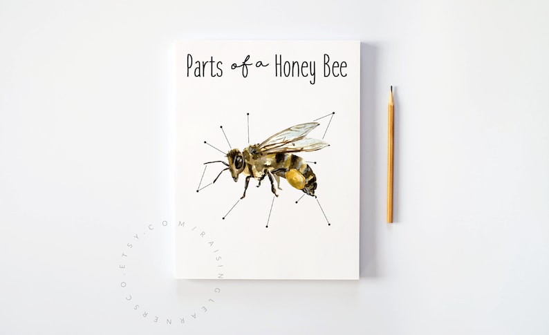 Parts of a Honey Bee Worksheets Digital Download / Honey Bee Printable ...