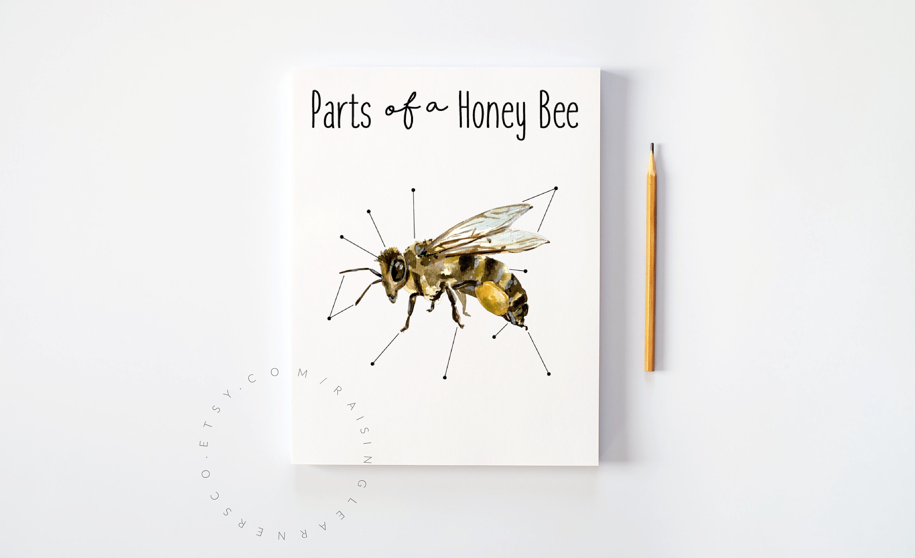 Parts of a Honey Bee Worksheets Digital Download / Honey Bee Printable ...