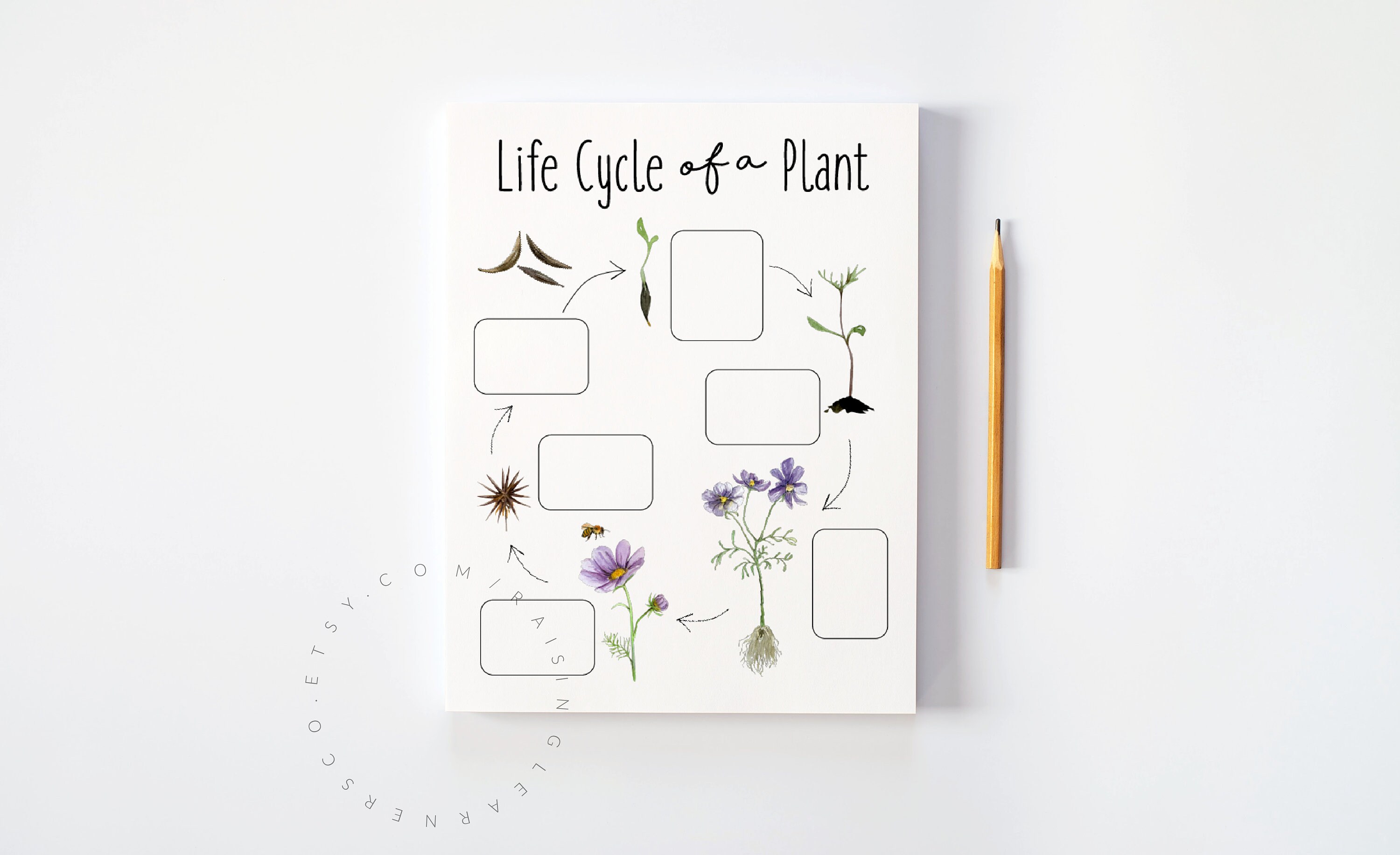 Life Cycle of a Plant Pack Digital Download / Plant Life Cycle ...